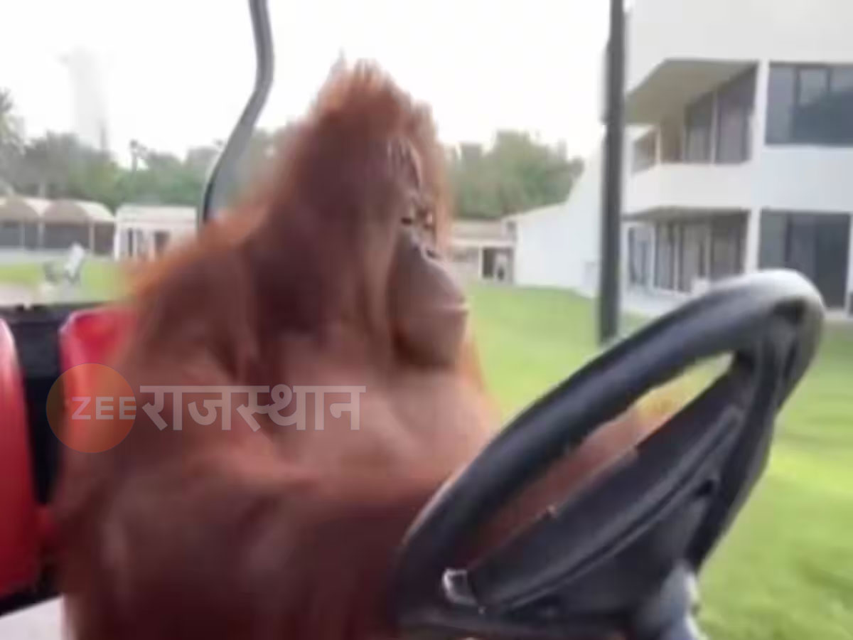 Latest Viral Video of monkey driving golf cart goes viral people are ...