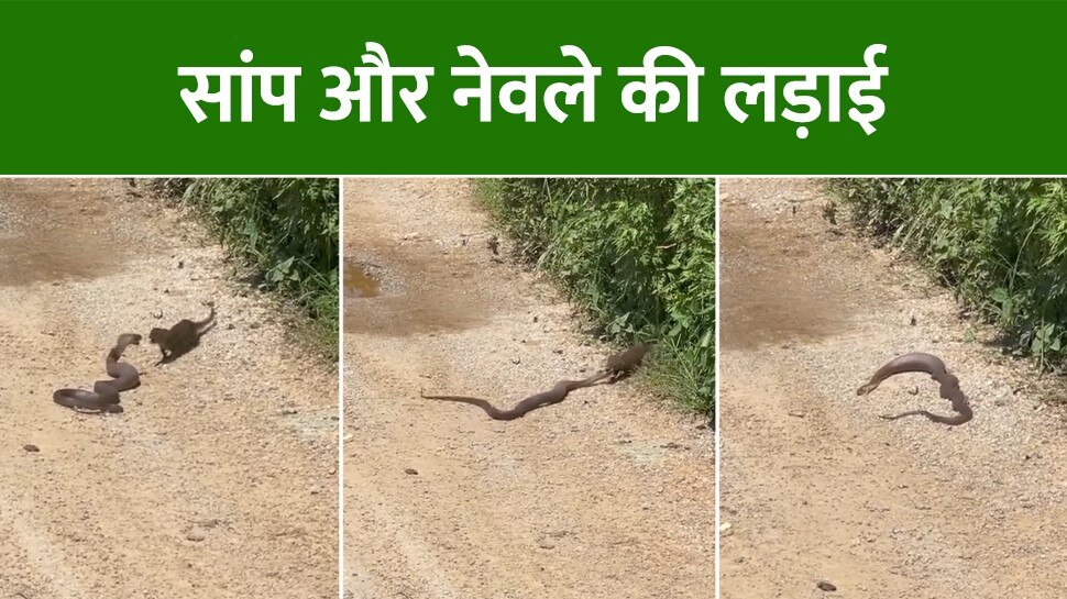 mongoose vs snake fight see who wins viral video