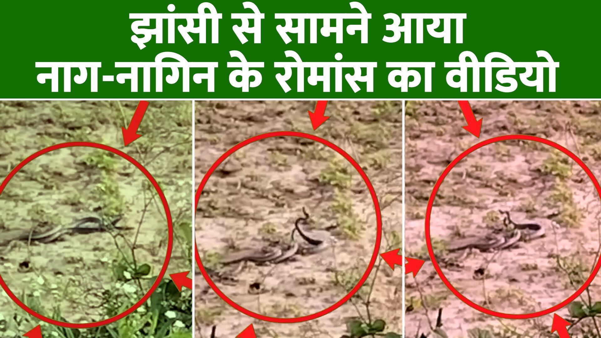 Snake Mating Video Nag Nagin couple dance by hugging each other in the ...