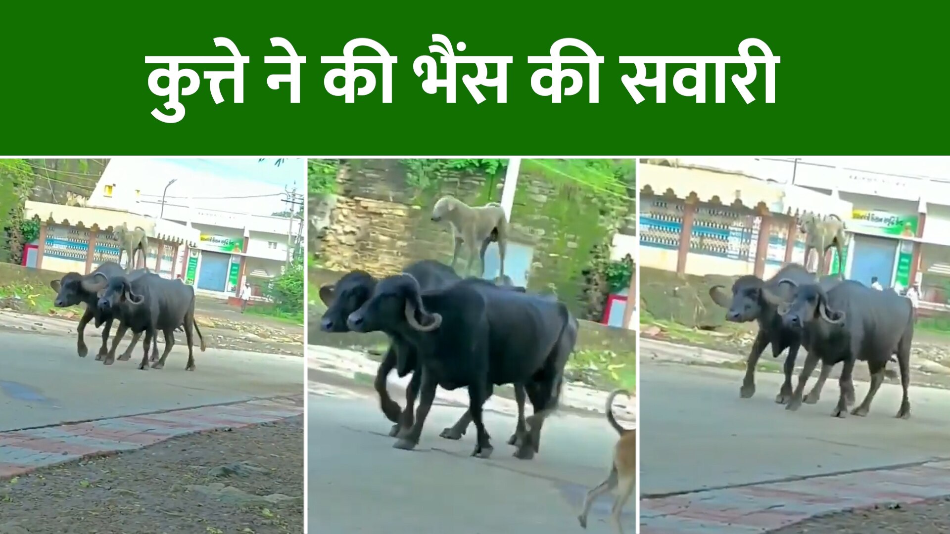 viral video of dog rides buffalo people remember Ajay Devgan of Phul ...