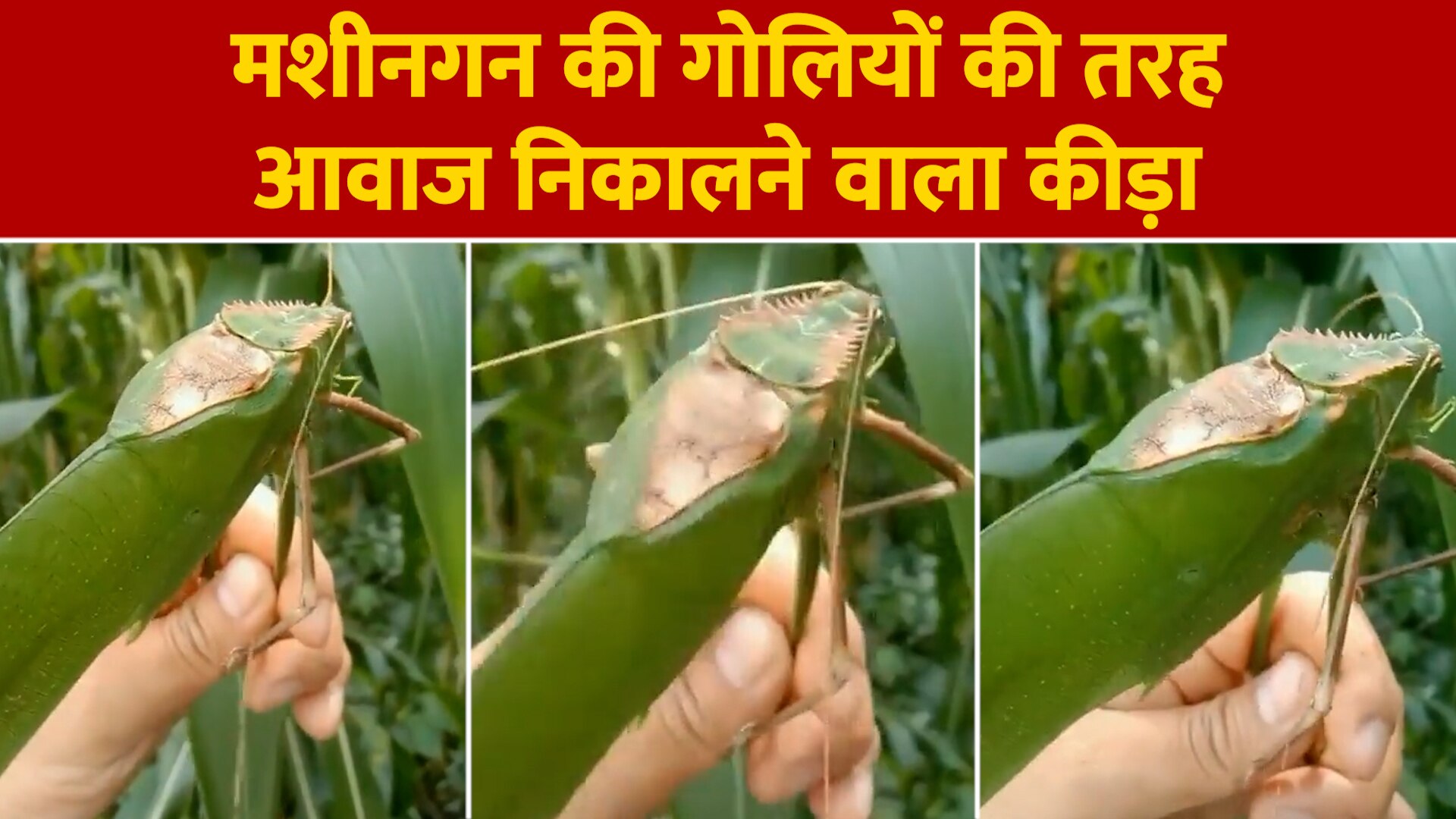 giant bug sounds like AK-47 gun firing video viral machine gun ki awaz ...