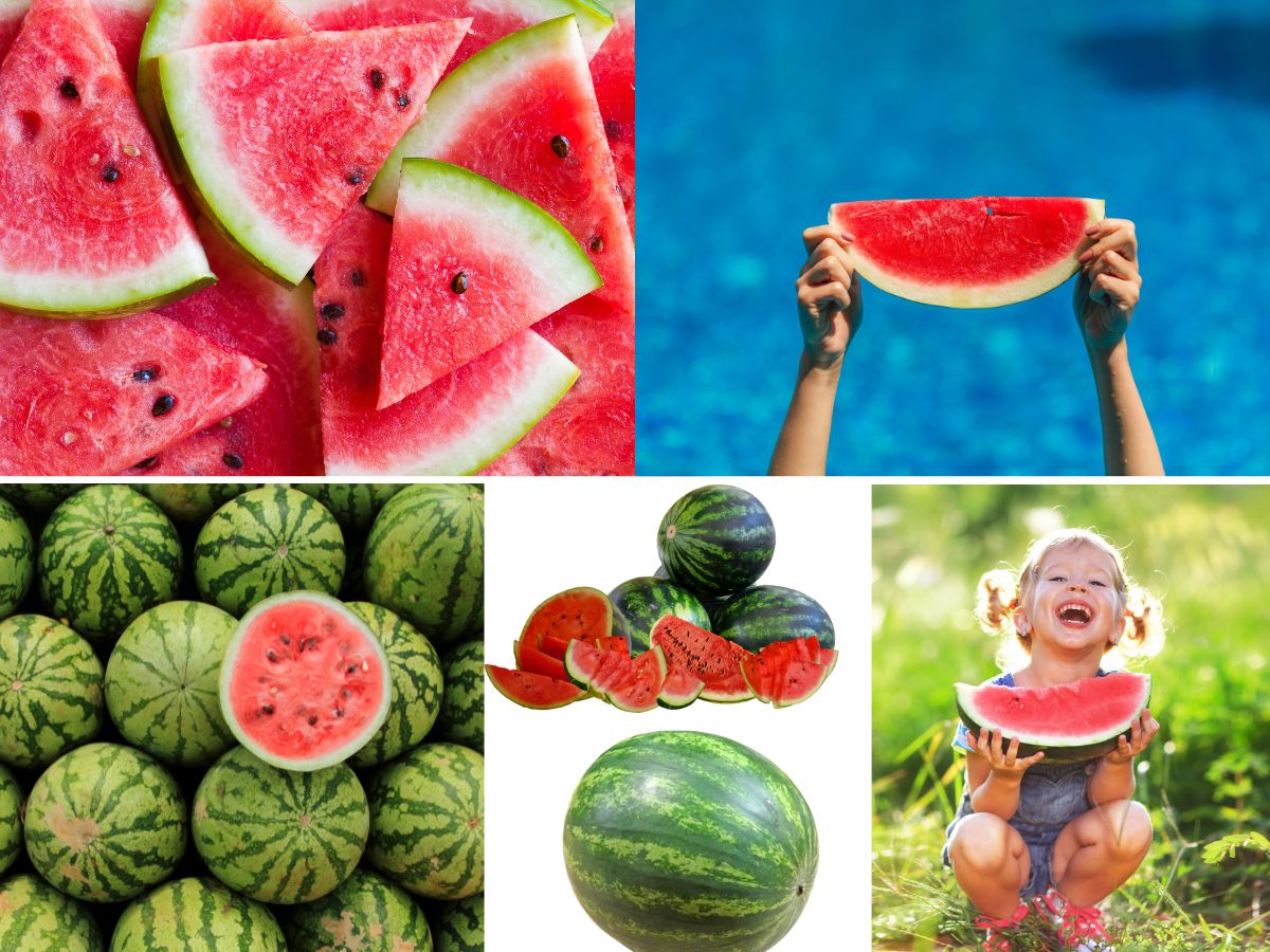 National Watermelon Day know benefits and varieties of watermelon india ...
