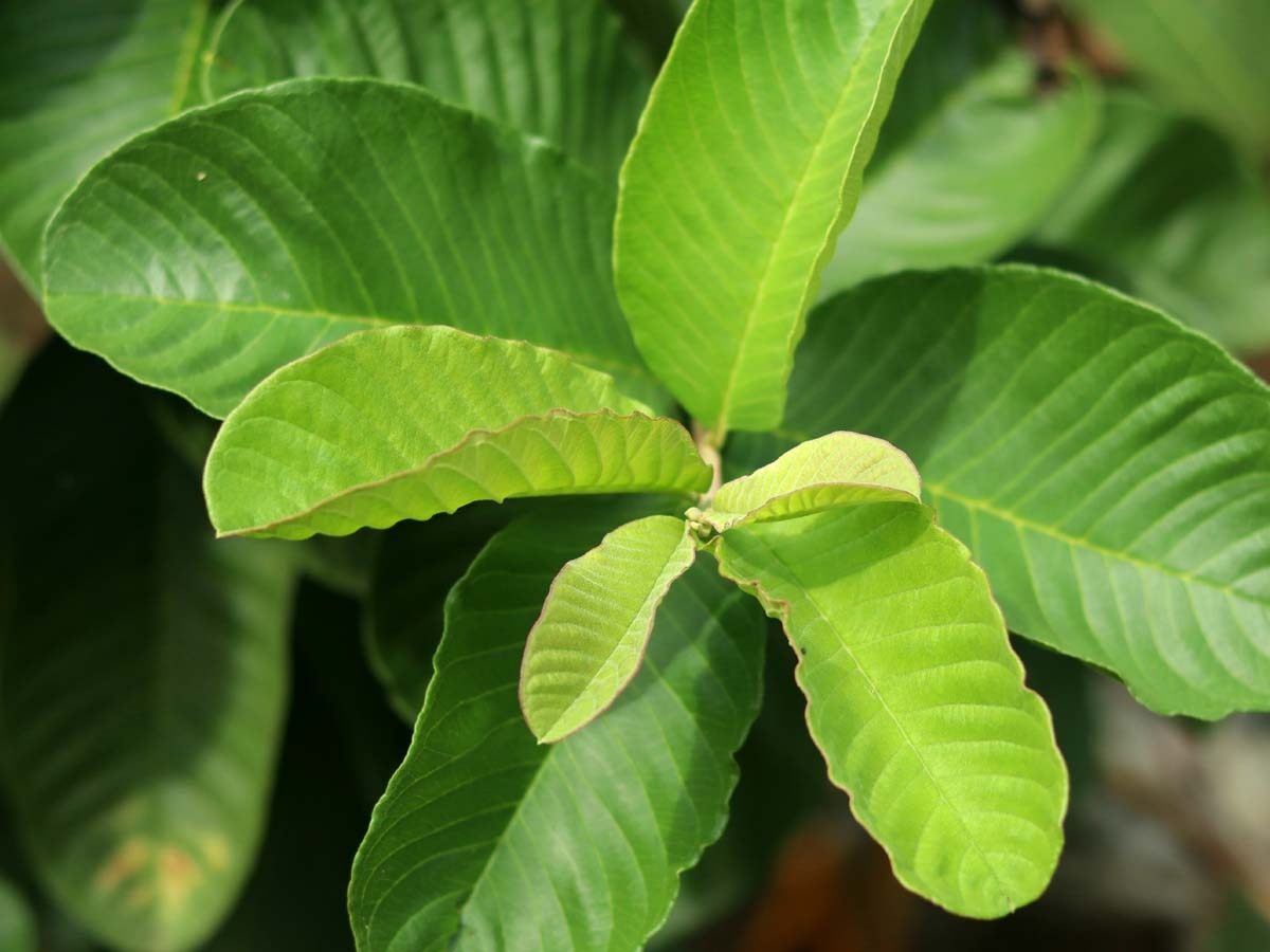 Benefits of Guava Leaves use at the morning and it will cure asthma ...