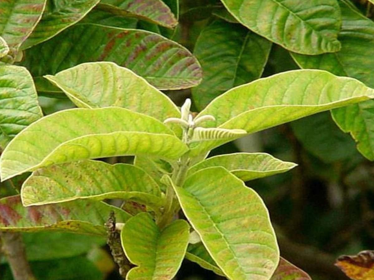 Benefits of Guava Leaves use at the morning and it will cure asthma ...