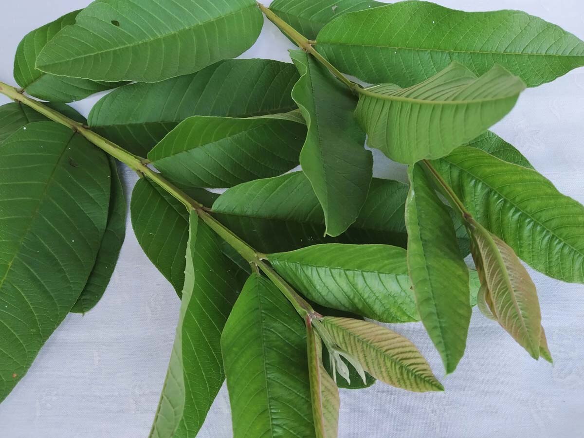 Benefits of Guava Leaves use at the morning and it will cure asthma ...