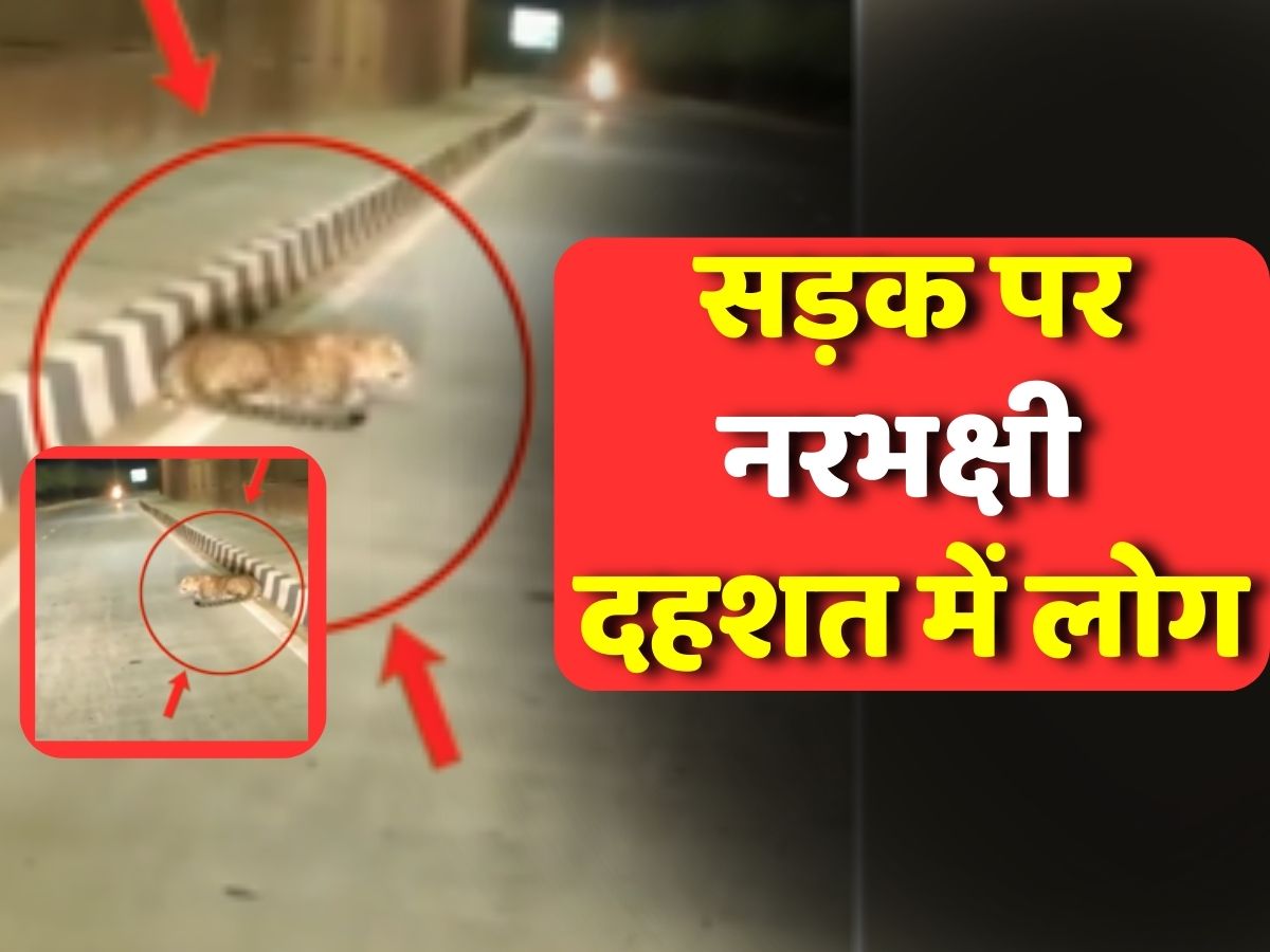 Tendua Ka Video Leopard terror in Bijnor passers by were horrified to ...