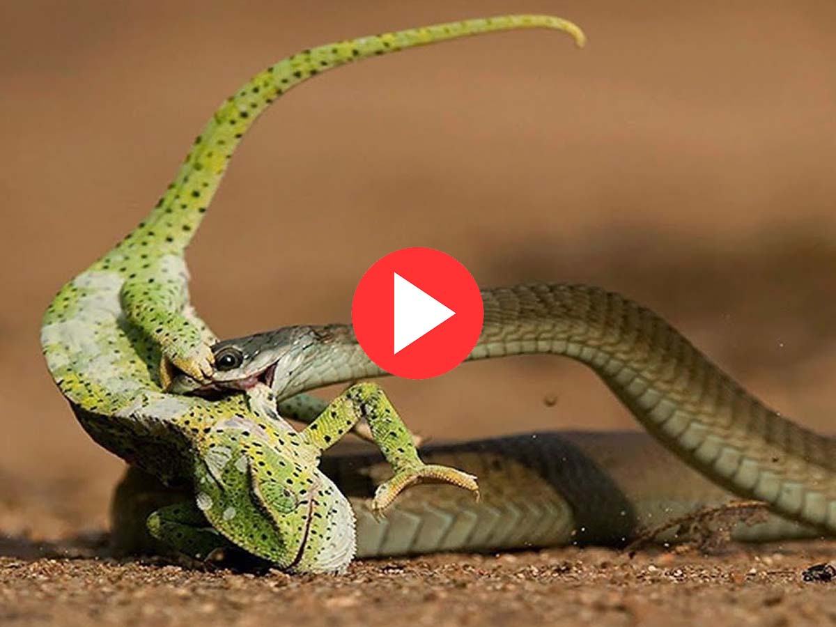 snake viral video chameleon fight with snake to save his friend