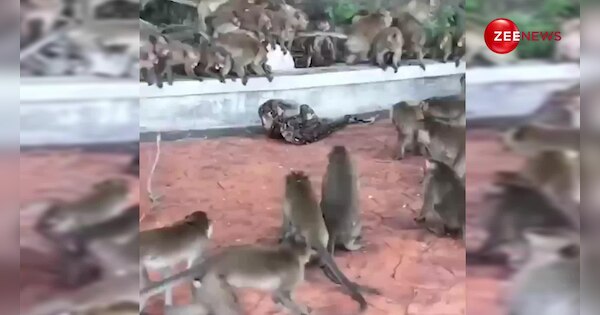 python attack monkey by suffocating watch deadly heart touching video ...