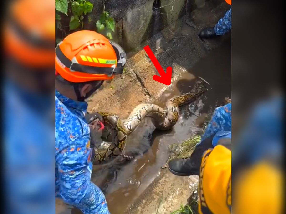 Snake video rescue team condition got worse in taking out 10 feet ...
