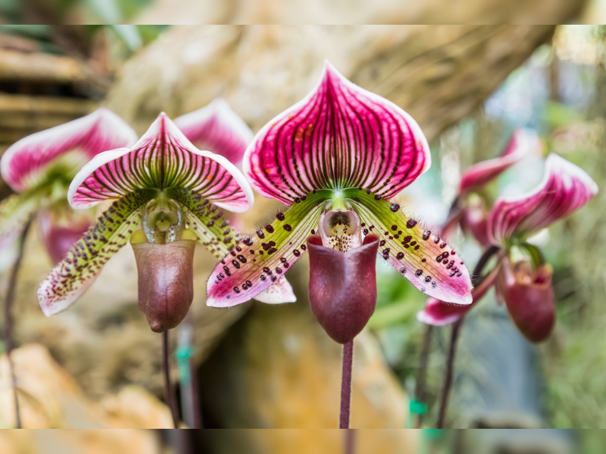 Top 6 most expensive flowers in the world