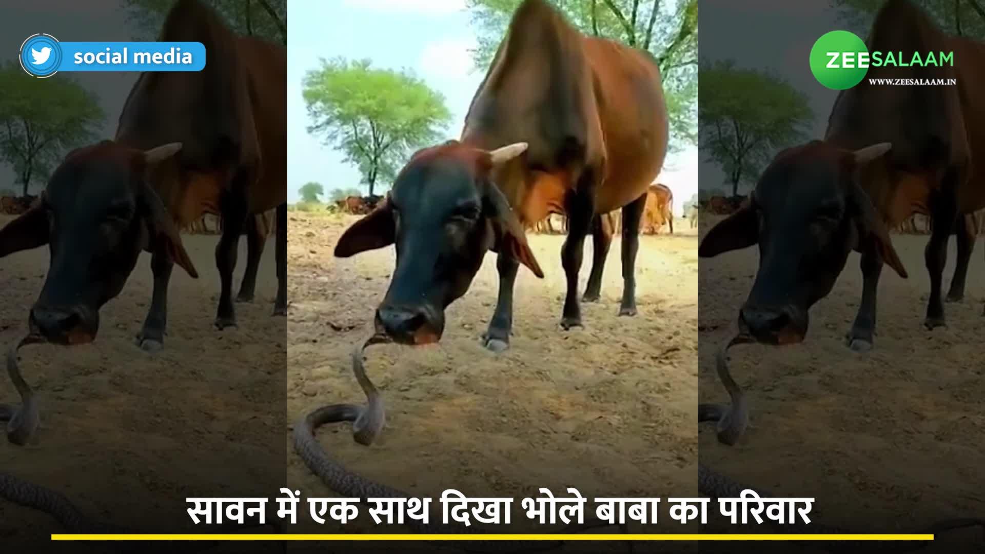 Watch Snake and Bull viral video Mahadev family seen together in Sawan ...