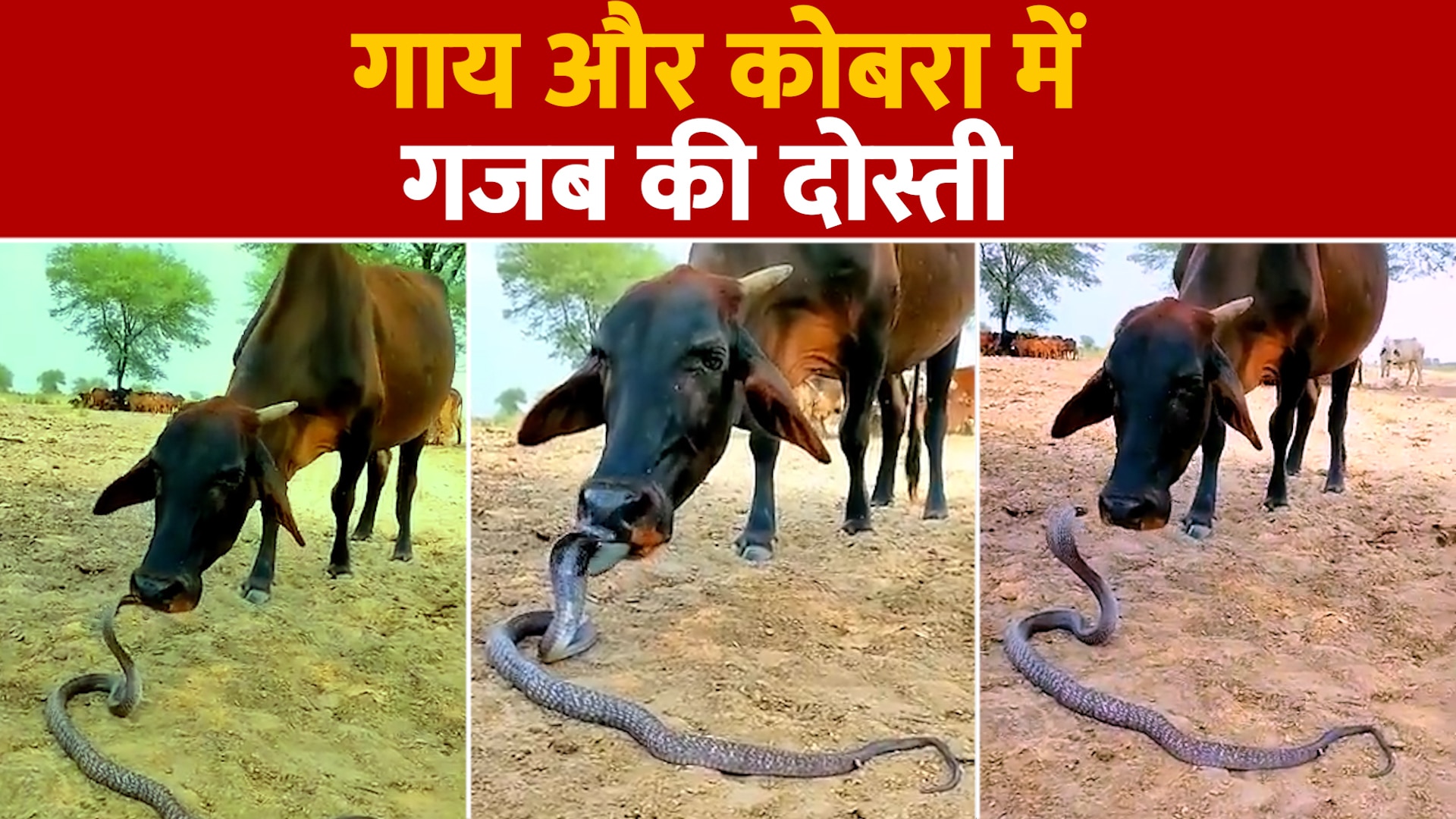 Cow and cobra snake viral video shared by ifs sushant nanda gay or ...