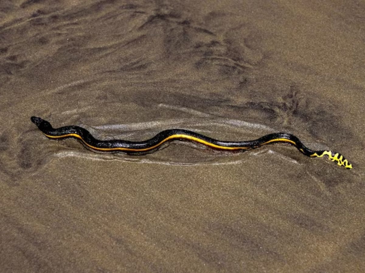 yellow belly snake in entered in India at digha beach watch video ...