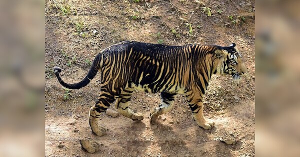 Rare black melanistic tiger caught camera watch video | Animal Video ...