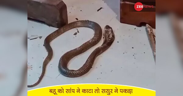 Sasur Bahu News: snake bites daughter in law father in law did such ...