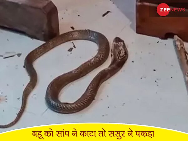 Sasur Bahu News: snake bites daughter in law father in law did such ...