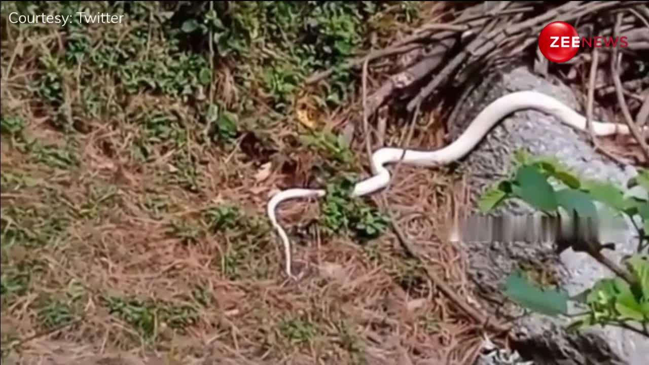 Video of rare white snake in himachal pradesh chamba district goes ...