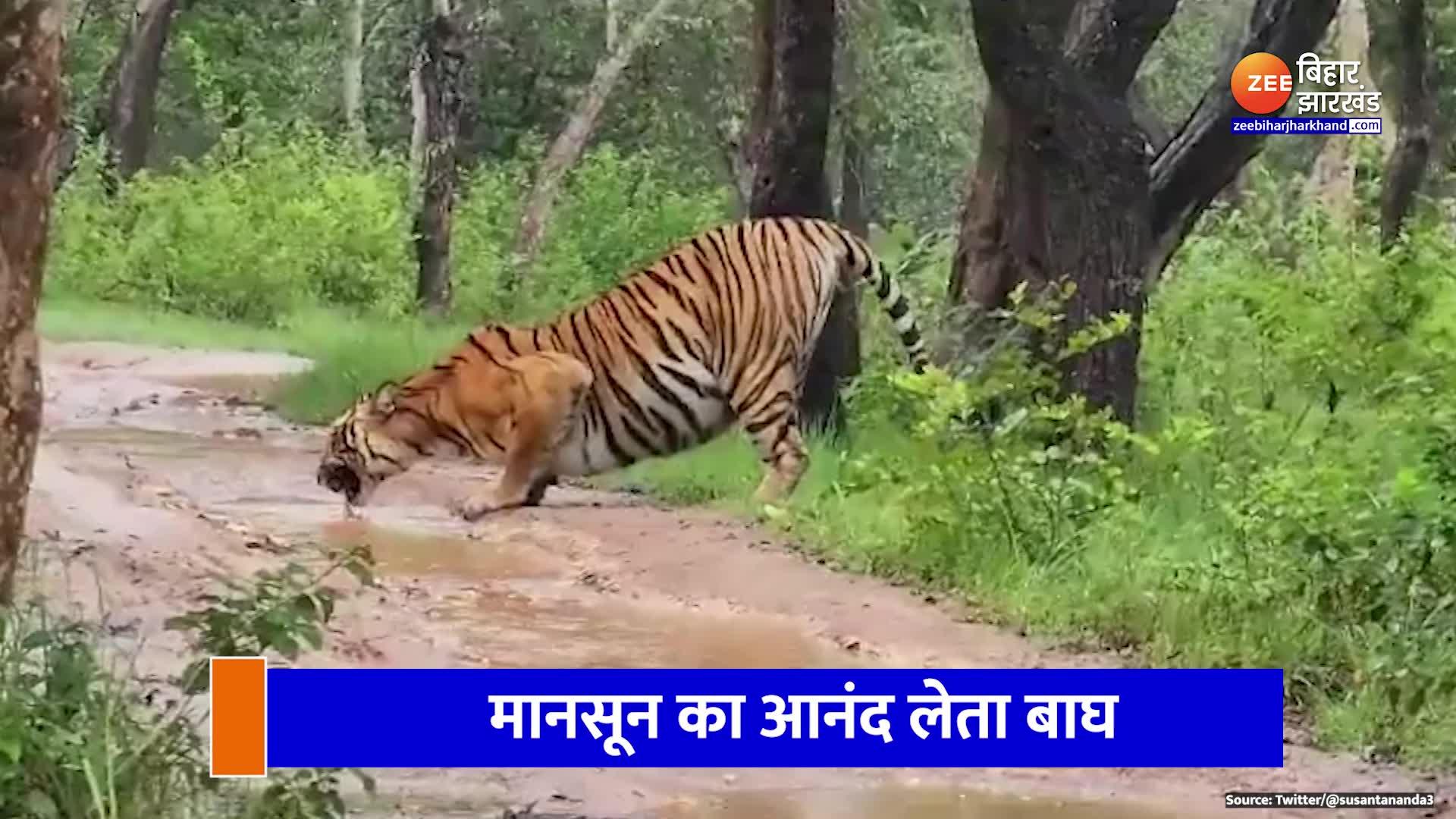 Viral Video Of Tiger Enjoying Monsoon Rain Drinking Water In Forest ...