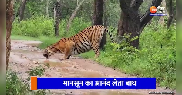 Viral Video Of Tiger Enjoying Monsoon Rain Drinking Water In Forest ...