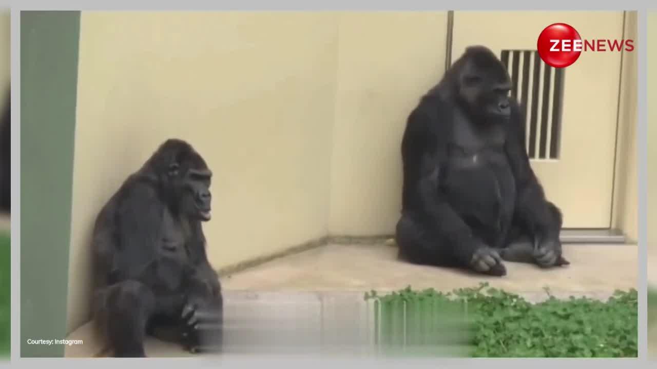 chimpanzee wants to do love marriage see the view of turu lob ...