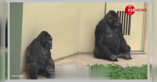 chimpanzee wants to do love marriage see the view of turu lob ...