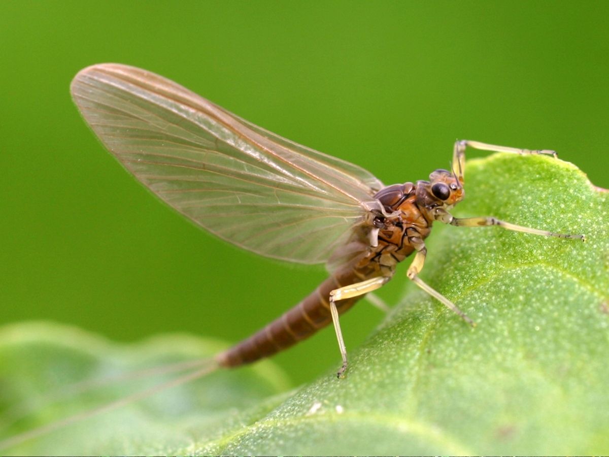 GK Mysterious Creature Mayfly cecropia moth Octopuses Self Destroy ...