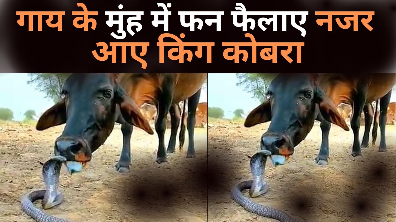 Cow Lick Snake viral video King cobra was seen spreading its hood in ...