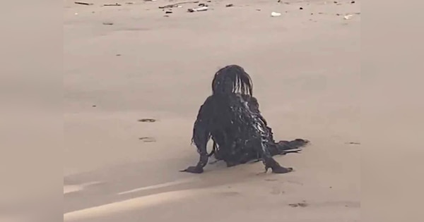This video scared people on social media, this 'monster' was seen on ...