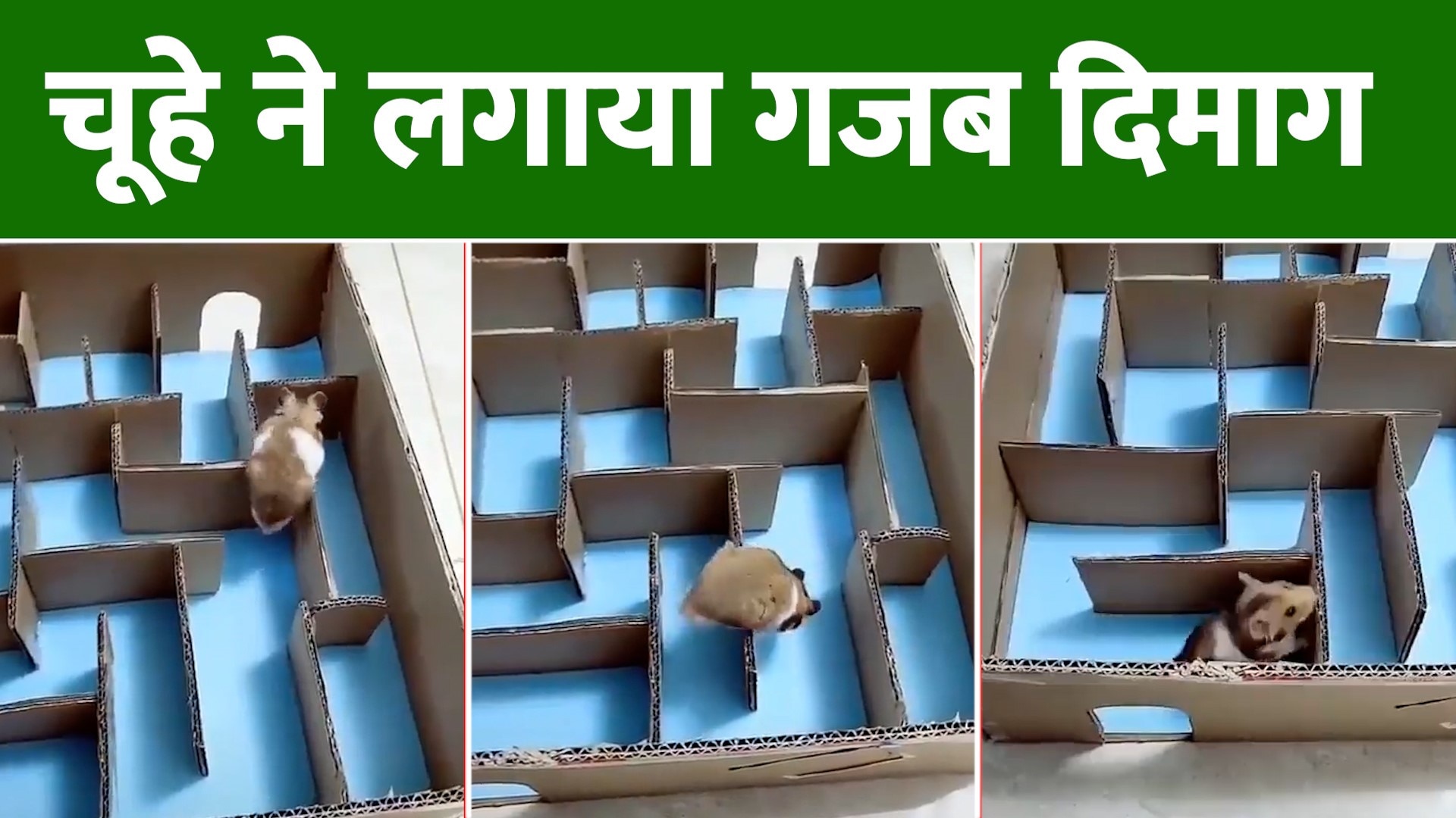 rat viral video rat uses mind and came out of the Maze | Video: चूहे ने ...