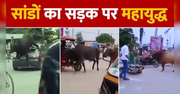 Bull Fight in Azamgarh UP Road watch Saand ki ladai ka viral video ...