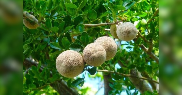 kaitha Khane ke fayde aur nuksan wood apple health benefits | Kaitha Ke ...