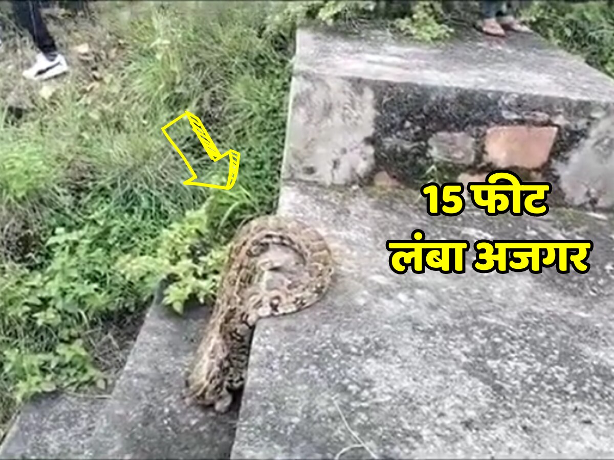 Snake Video 15 feet long python sat on wall udaipur | Snake Video ...