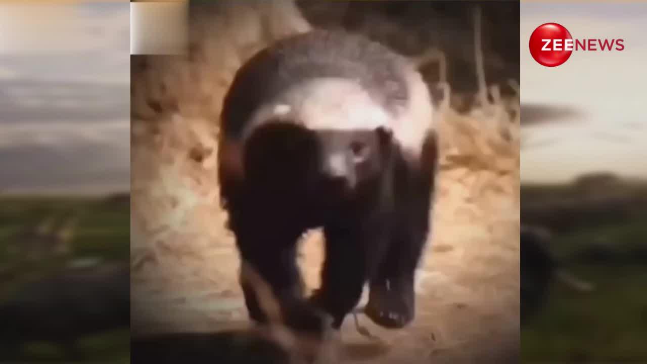 honey badger is the most dangerous animal of world he sleeps after ...