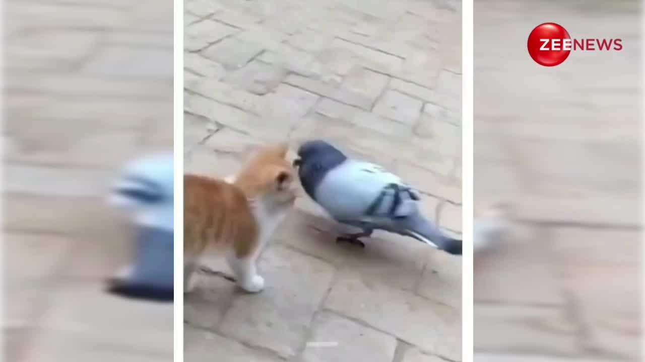 male cat and pigeon fight scene check latest video | बिल्ला करने आया ...