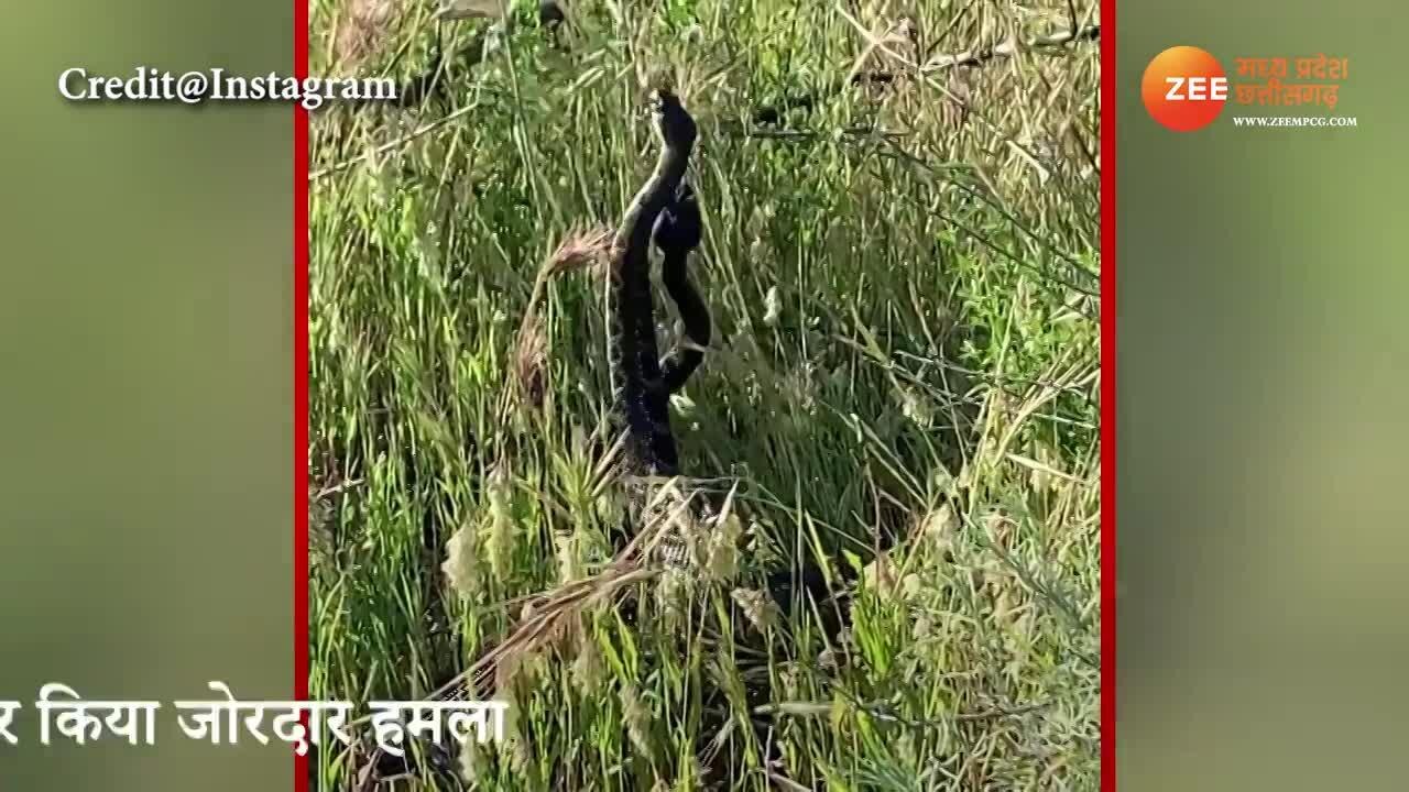 Snake Fight Video 2 Snakes Clashed Watch Fighting Reel Saap Ki Ldai ...