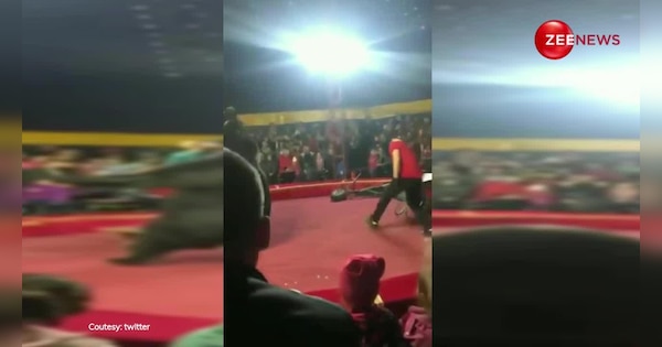 bear attacks man in circus shocking incident creates panic in public ...