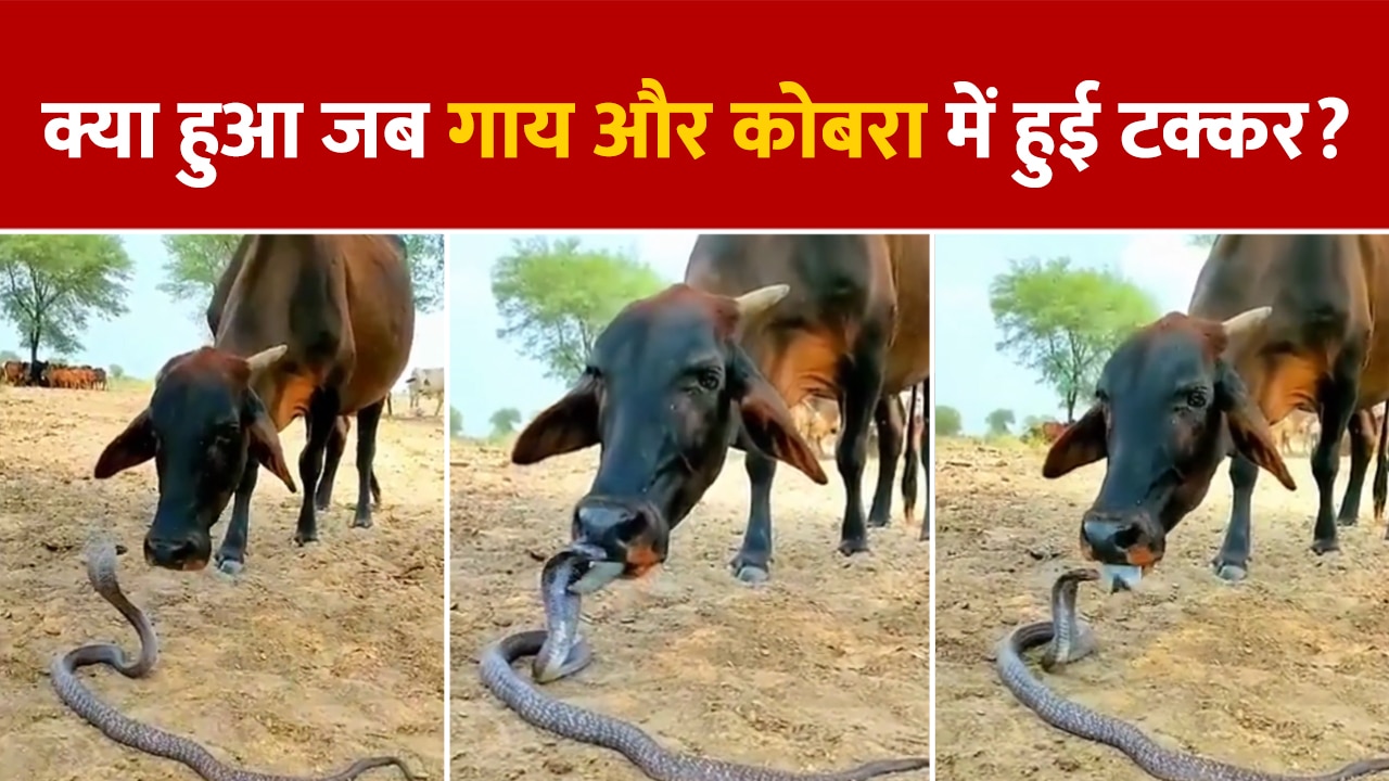 Cobra Cow Love Viral Video snake spread fun showed unique union of love ...