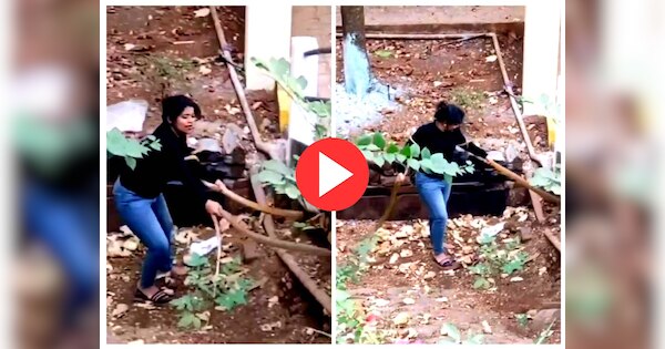 Snake Viral Video women catch the two snake at the time | एक ही बार में ...