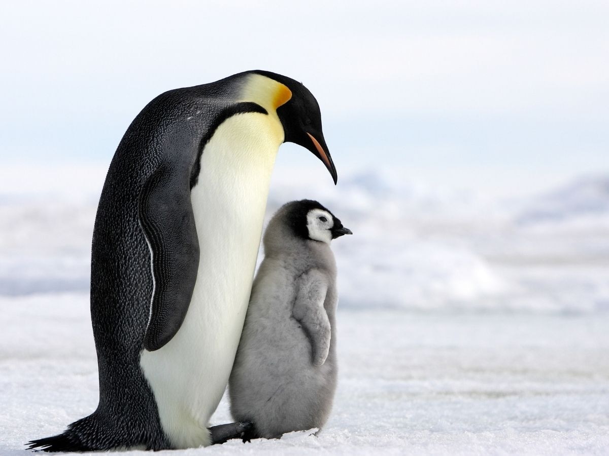 GK know about these creatures penguin Pigeons Flamingo shark not ...