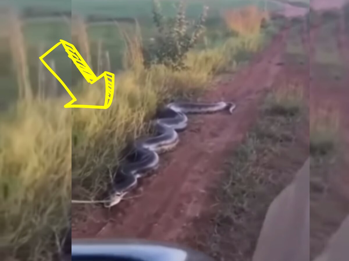 Snake Video dreaded python was sunbathing on road trending on instagram ...