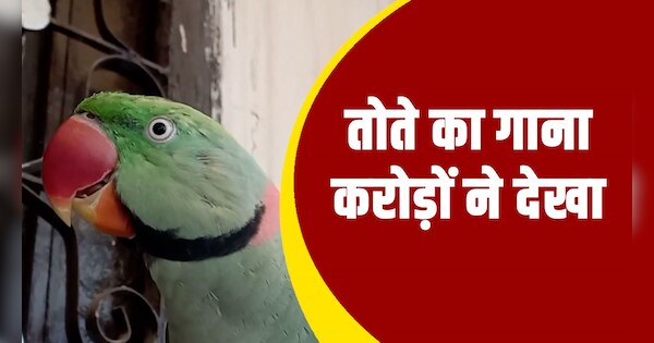 Parrot melodious Voice Bird sang Chanda hai tu mera sooraj hai tu song ...