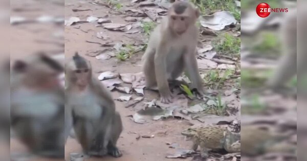 monkeys attack frog suddenly he shouted loudly people says Oh your ...
