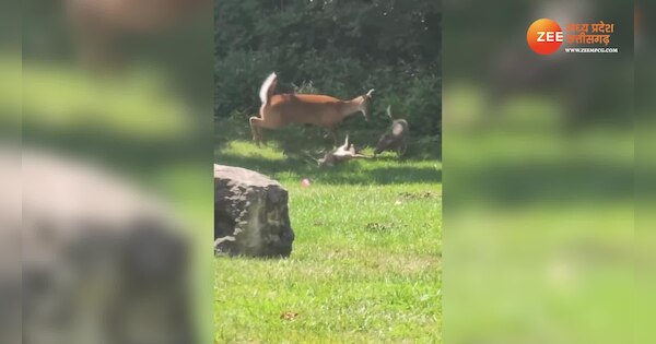 Animal Viral Video Deer mother clashed with wild jackal for son sake ...