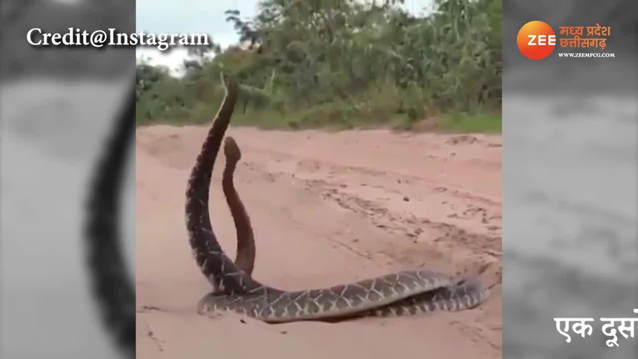 Python Snake video Two pythons fighting standing on road dangerous ...