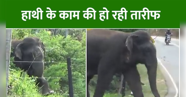 elephant viral video elephant cross the road after breaking the column ...