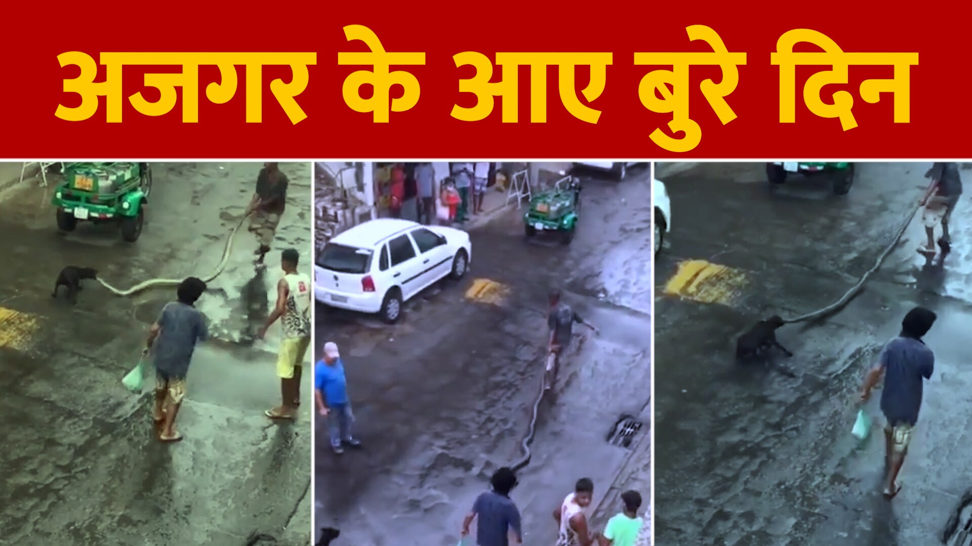 Python viral video man draging him like a rope dog attacked the dead ...