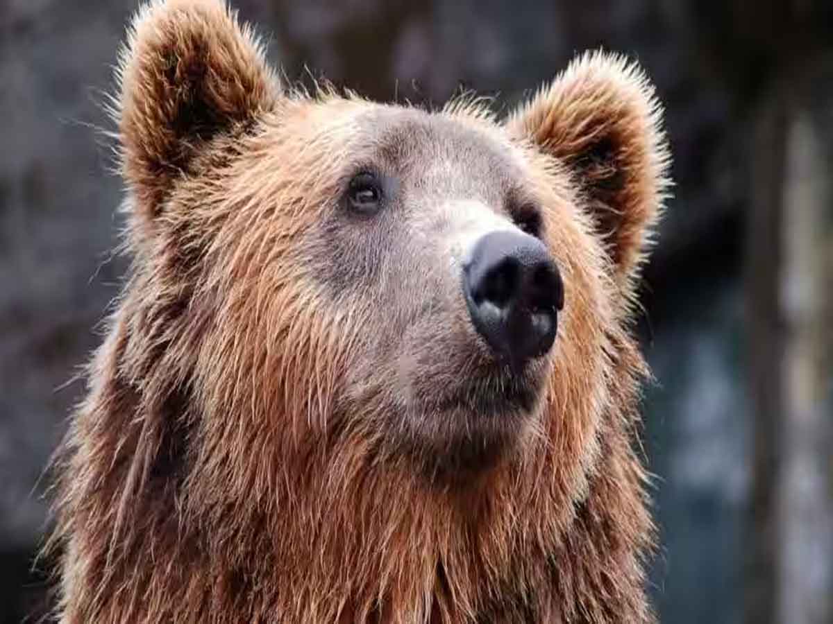 Bear escapes from plane just before take off in Dubai, flight delayed ...