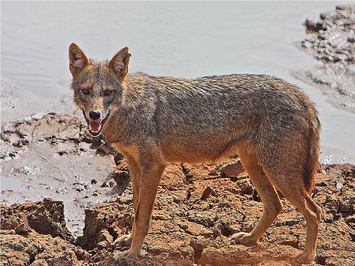 jharkhand wild life Jackal attack on people in hazaribagh lake area ...