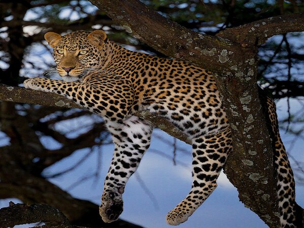 Due to the presence of maneater leopard in Bijnor| बिजनौर में नरभक्षी ...
