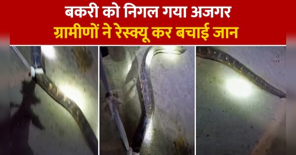 Viral Video of Python swallowed the goat angry villagers saved their ...